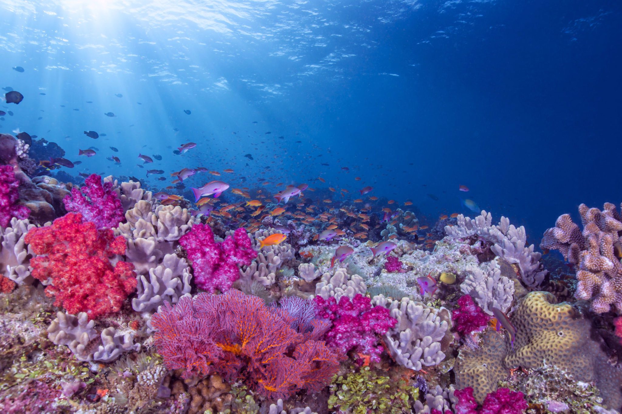 What YOU can do to help coral reefs