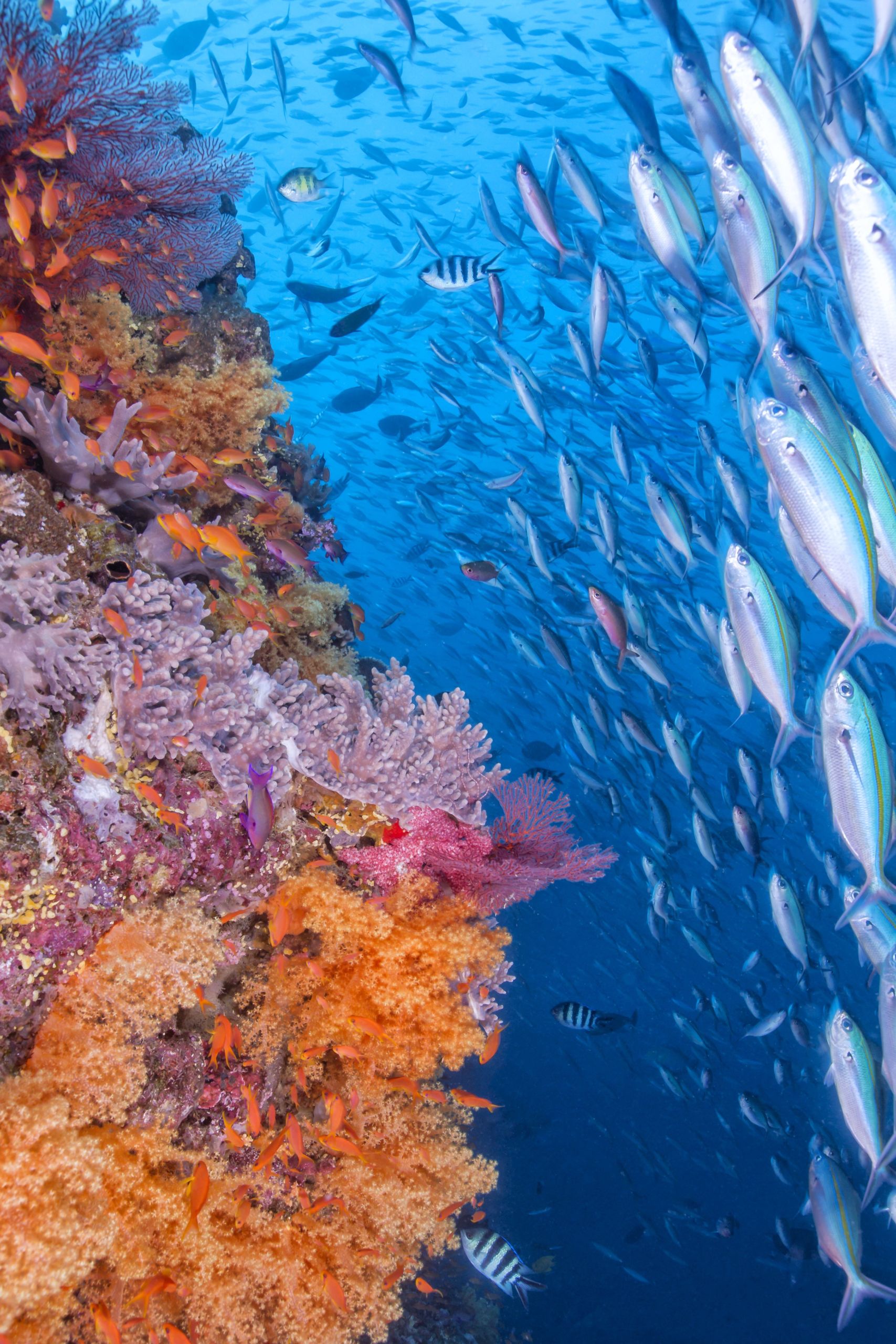 What YOU can do to help coral reefs