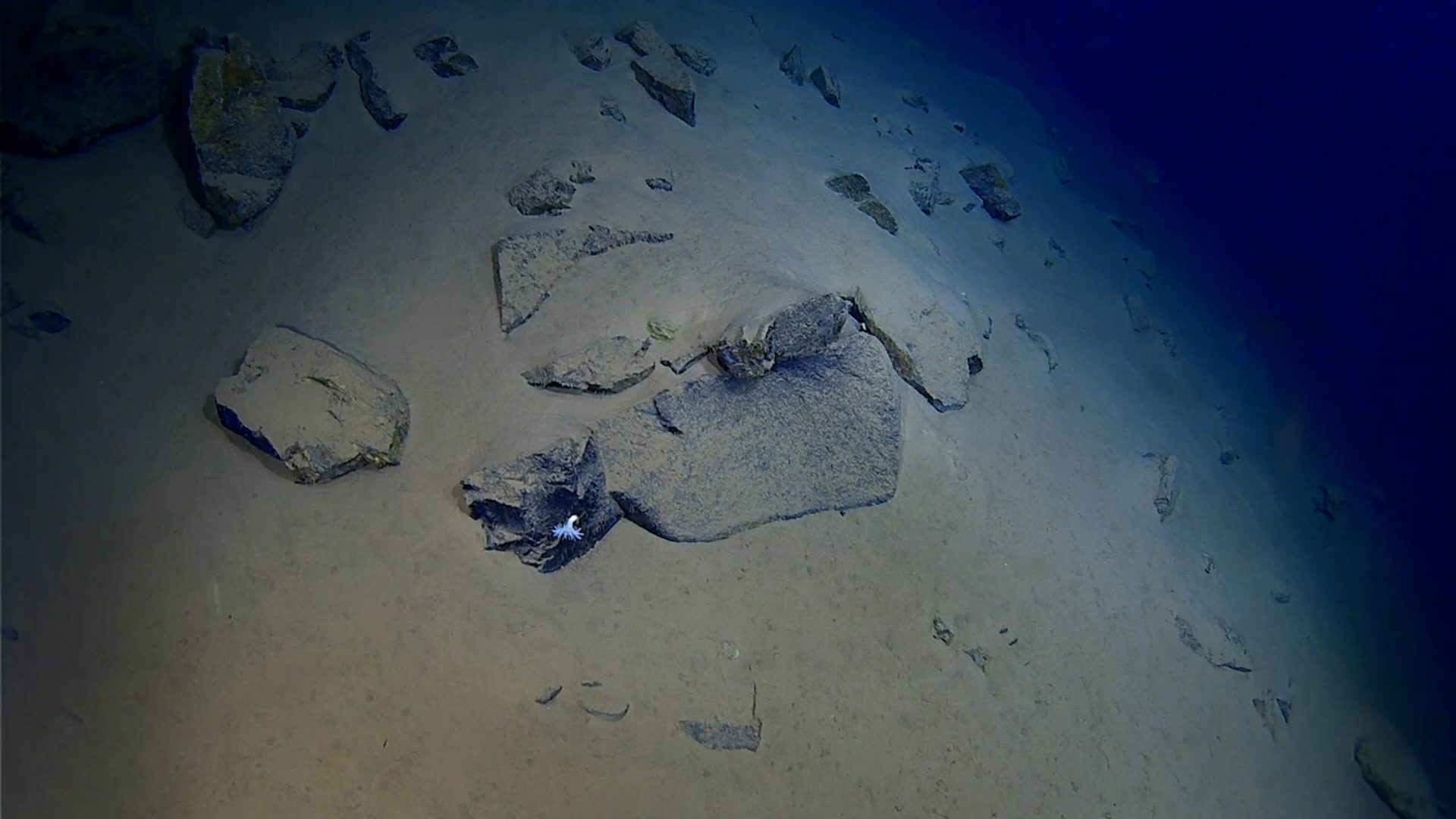 Challenger Deep Expedition to the Deepest Point on Earth