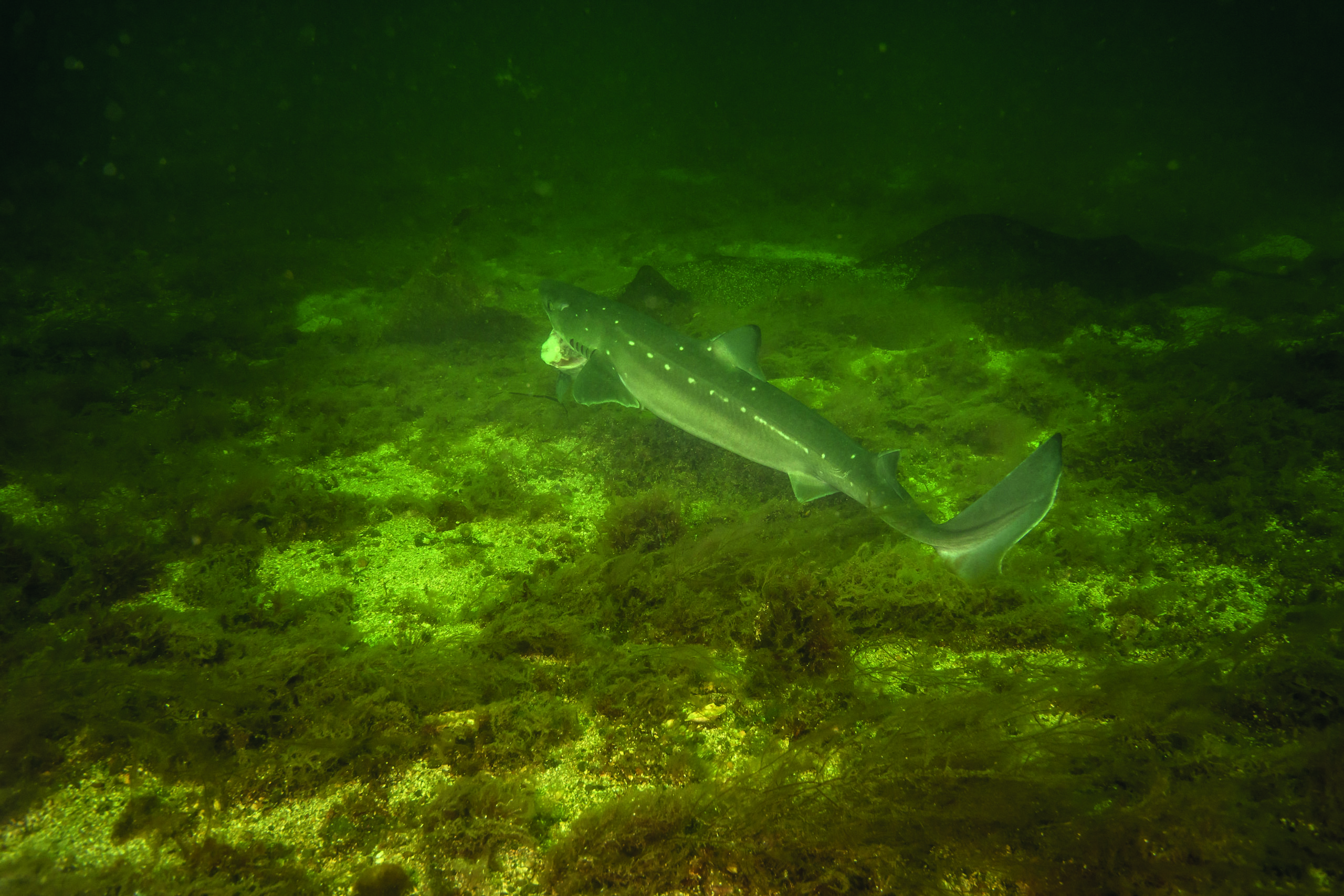 Search for a Scottish spurdog