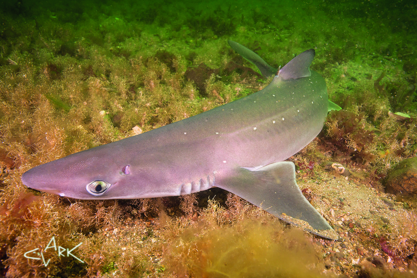 Search for a Scottish spurdog