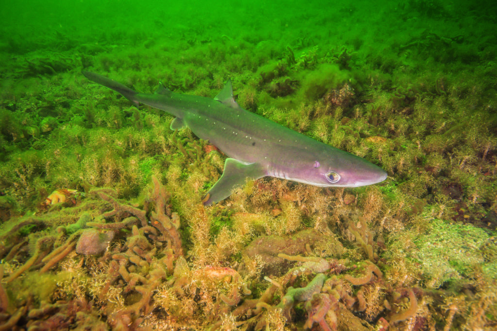 Search for a Scottish spurdog