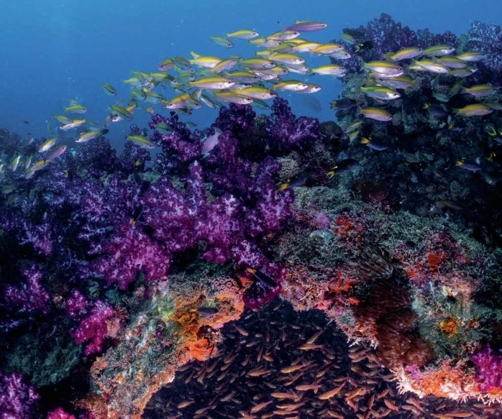 SS Yongala: From Wreckage to Marine Wonderland