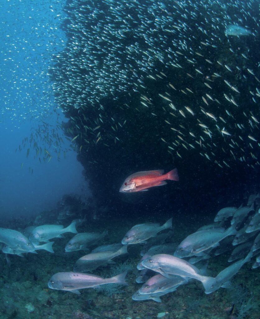 SS Yongala: From Wreckage to Marine Wonderland