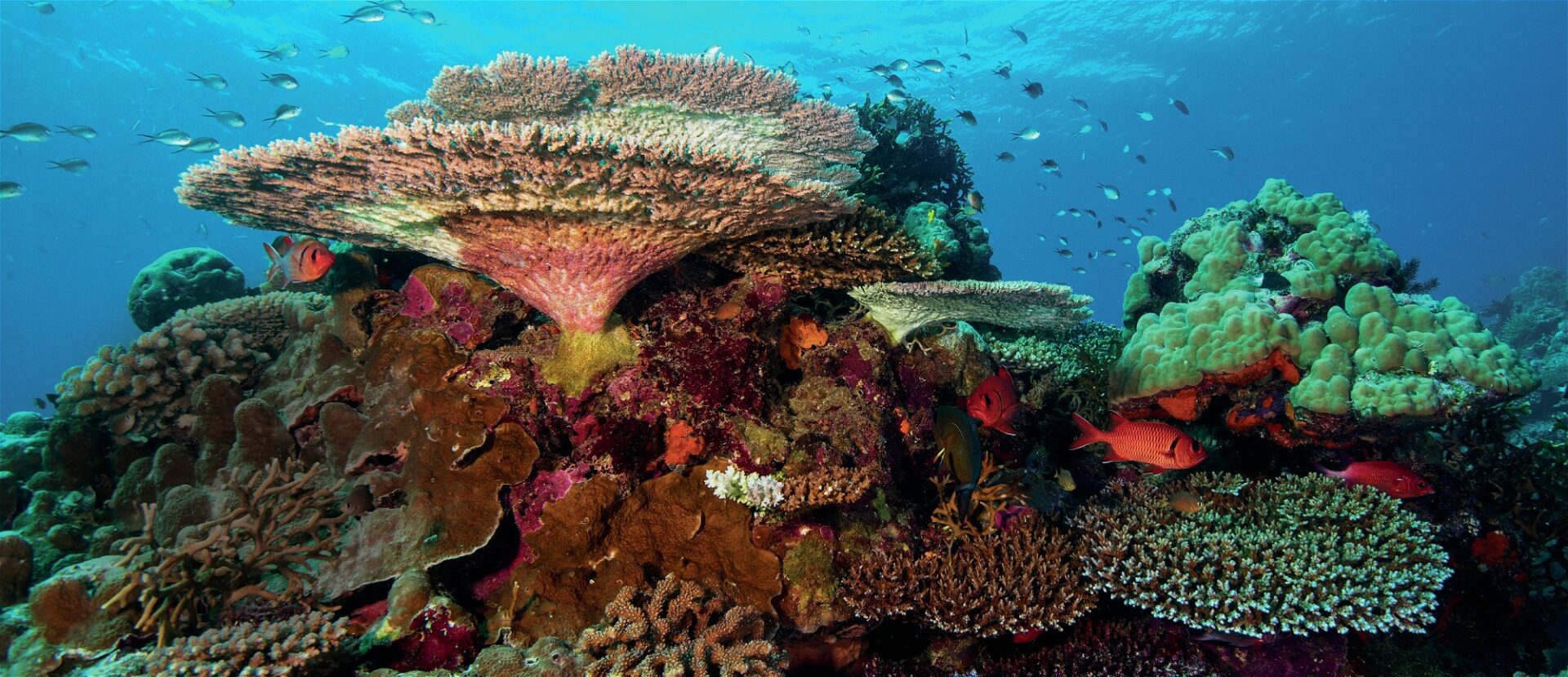 A Diver's Guide to Vanuatu’s Rich Coral Reefs and Wrecks"