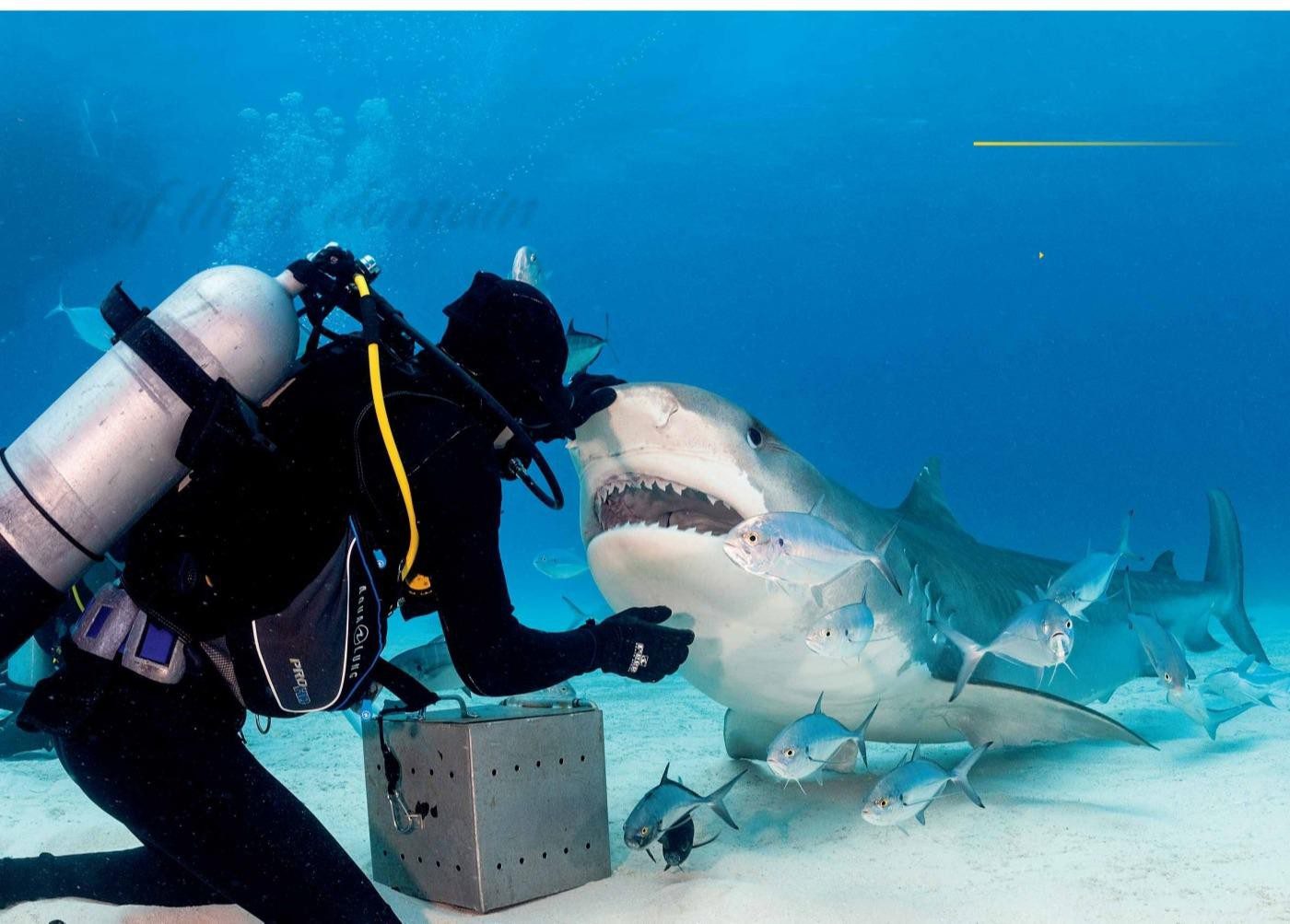 Tiger Diving Underwater