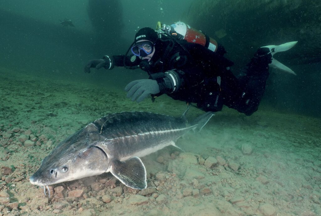 SEAC ICONA: Dive with Confidence and Style