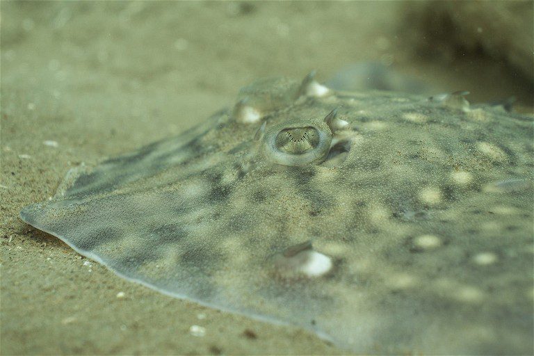 Discovering the Marine Treasures of the Welsh Coastline